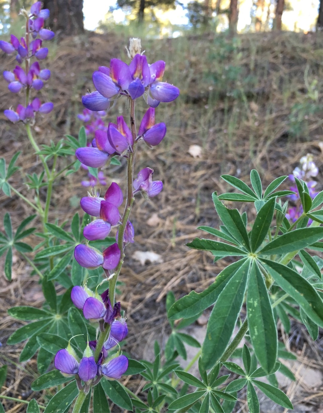 Lupinus latifolius - PictureThis
