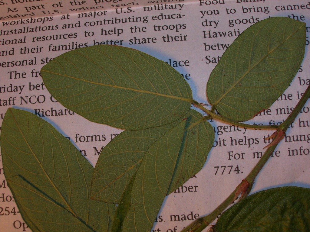 Hoja de pega (Desmodium incanum) - PictureThis