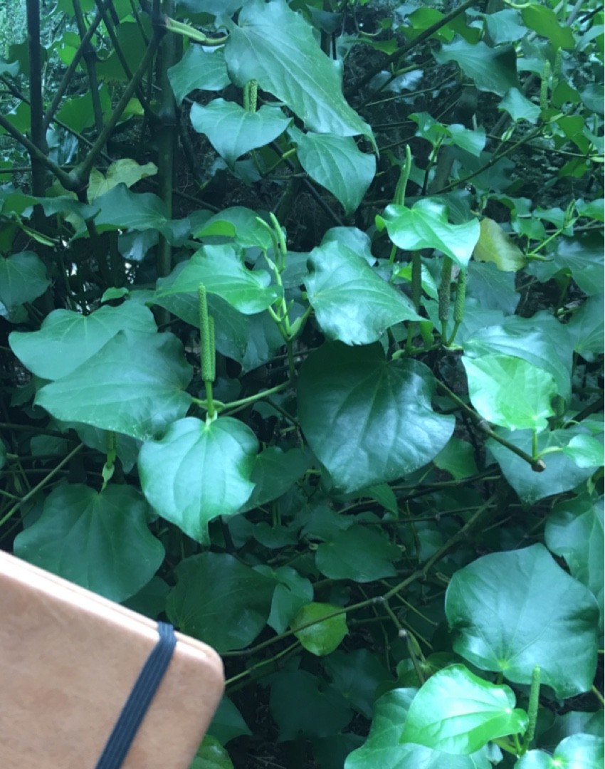 Macropiper - PictureThis