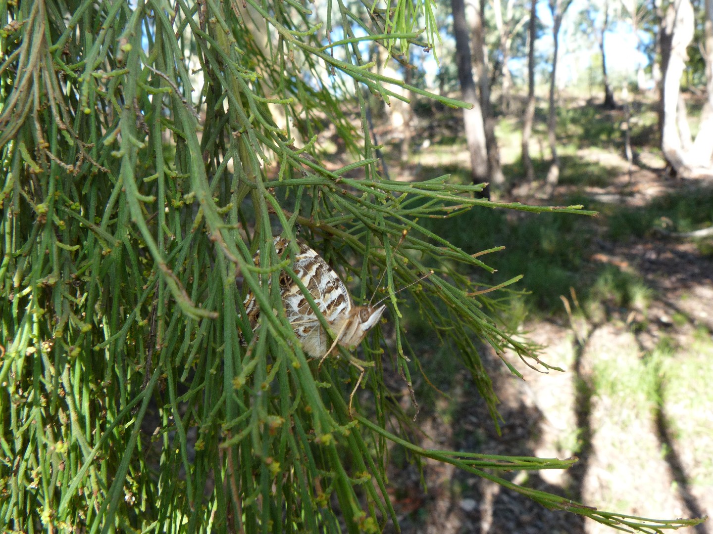 Exocarpos cupressiformis - PictureThis