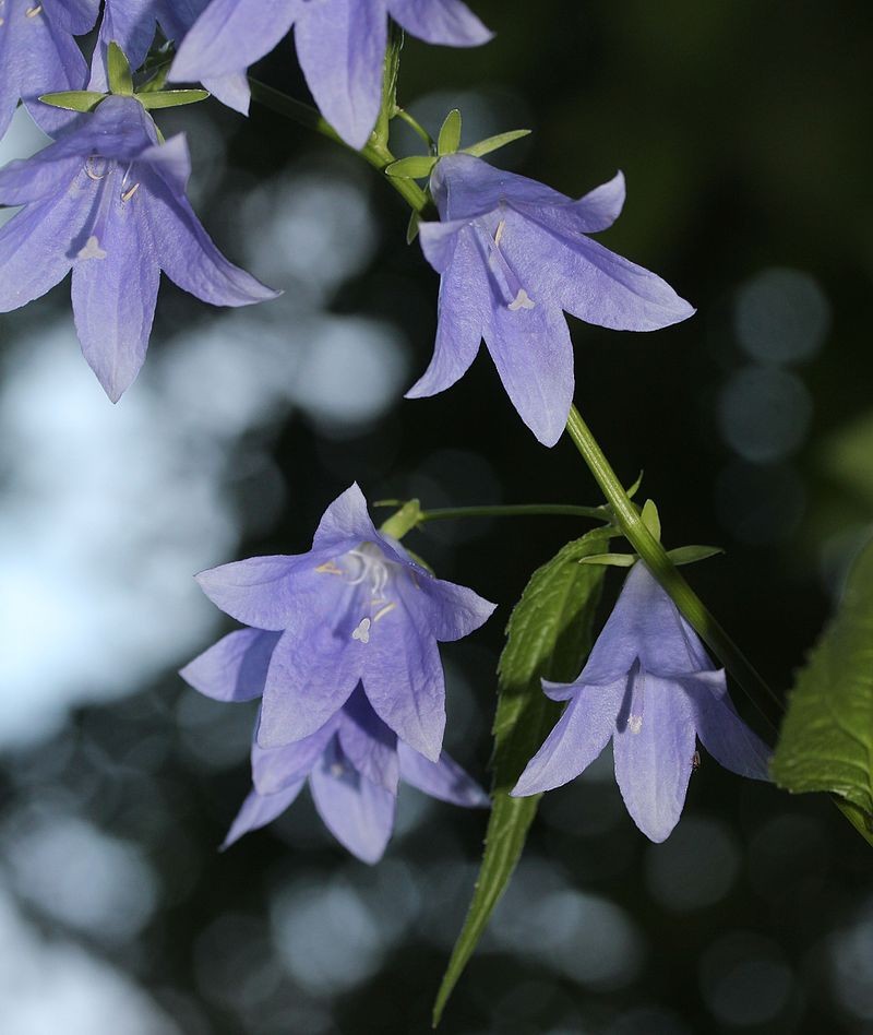 Adenophora remotiflora - PictureThis