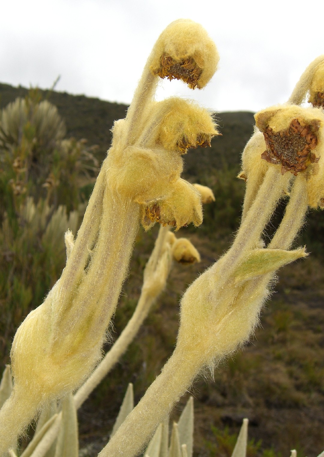 Espeletia grandiflora - PictureThis
