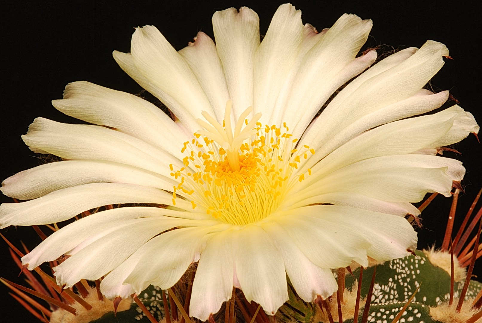 Cactus Estrella (Astrophytum ornatum) - PictureThis