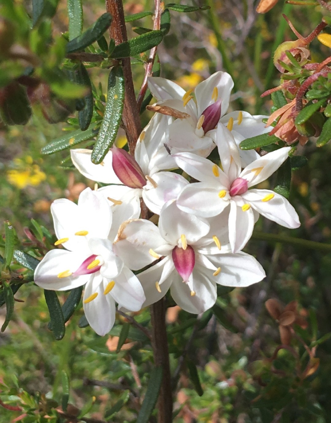 Lechera australiana (Burchardia umbellata) - PictureThis