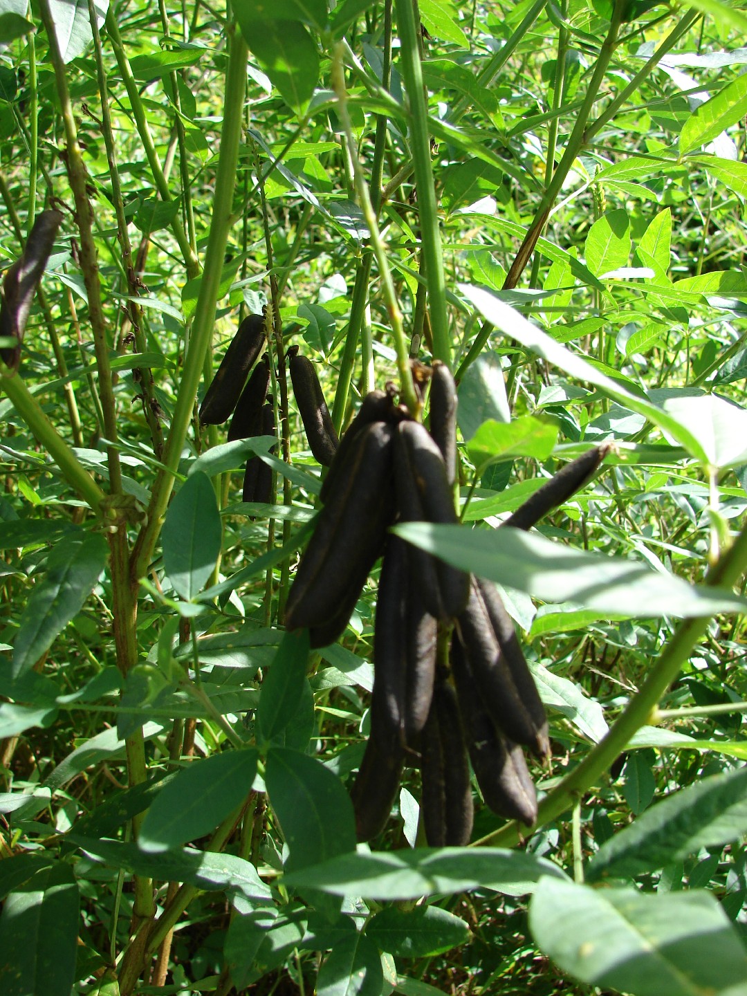 Crotalaria trichotoma - PictureThis
