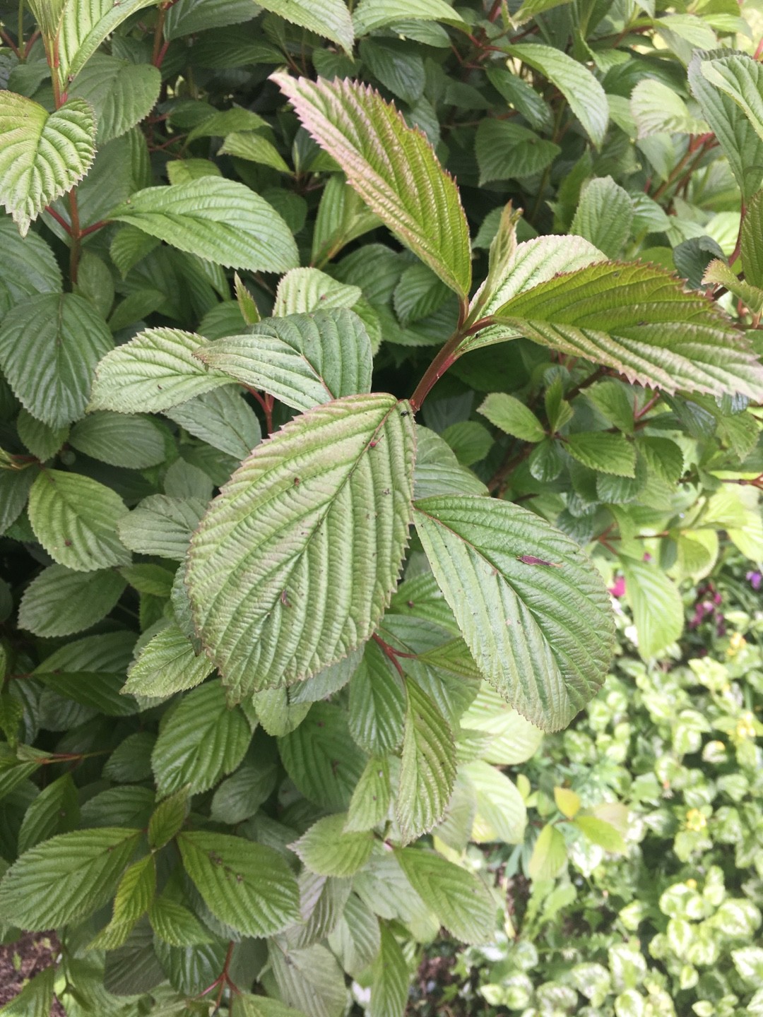 Viburnum Sieboldii Native Range