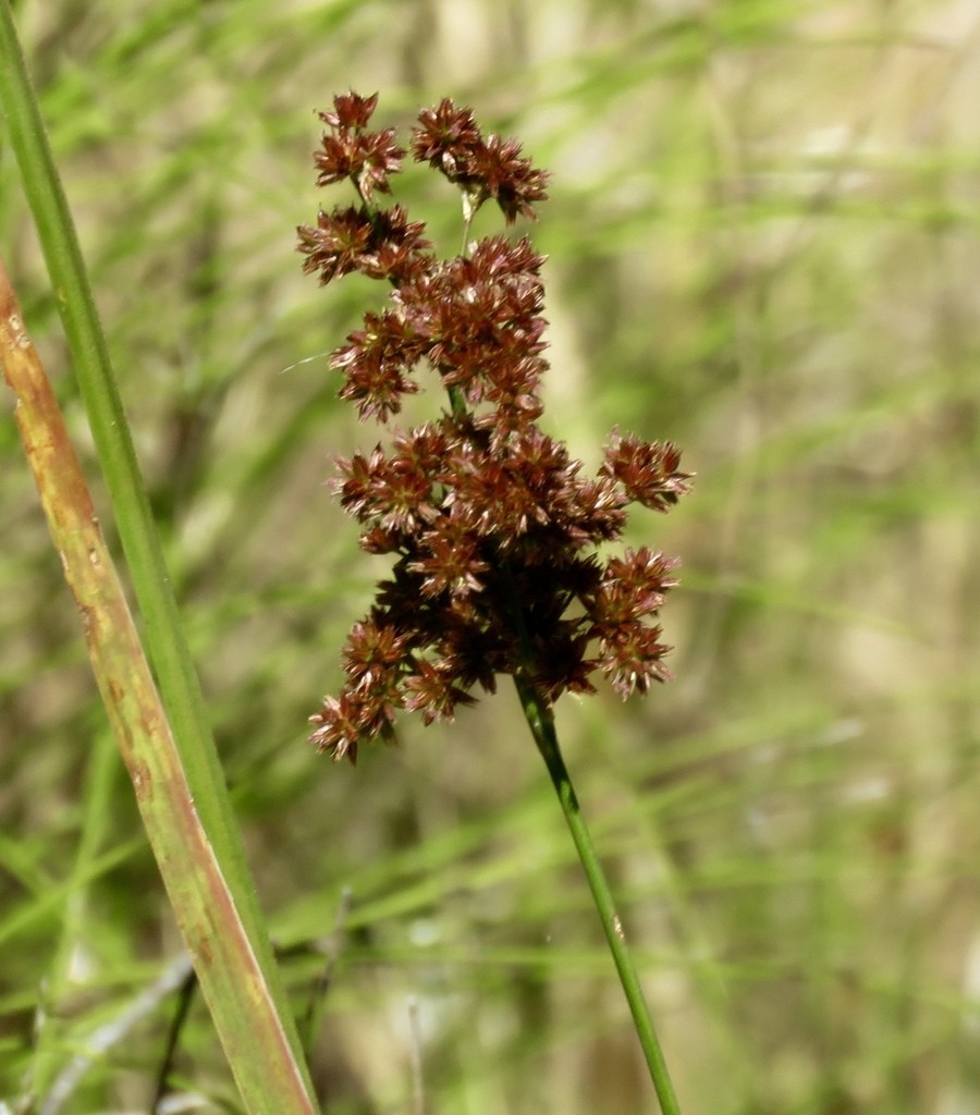 Juncus xiphioides - PictureThis