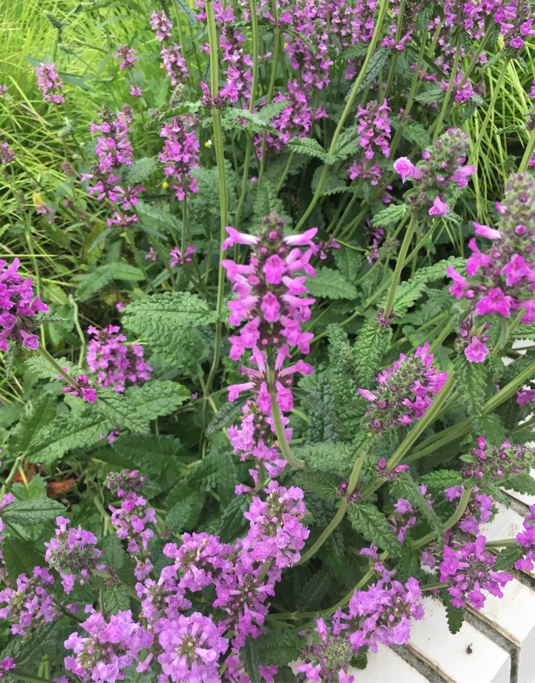 Betonica Comune (Betonica officinalis) - PictureThis