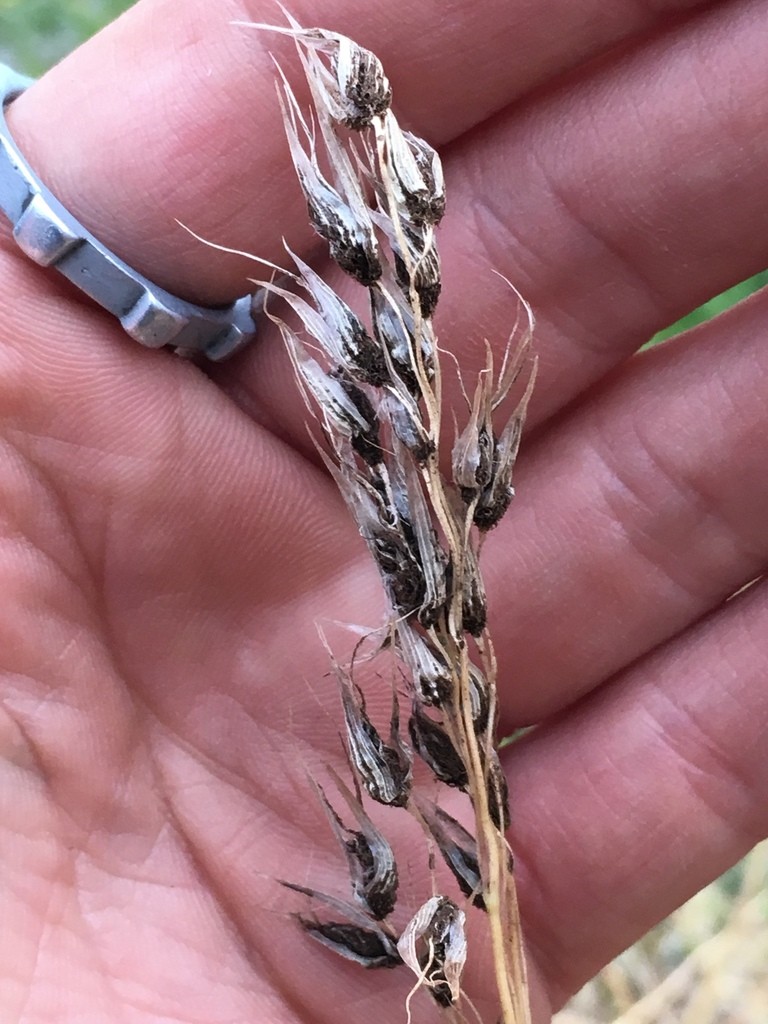 Ustilago Care (Watering, Fertilize, Pruning, Propagation) - PictureThis