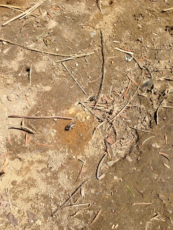 How to Pollinate Field pumpkin? (Pollinators, Time Window, Enhance, and ...