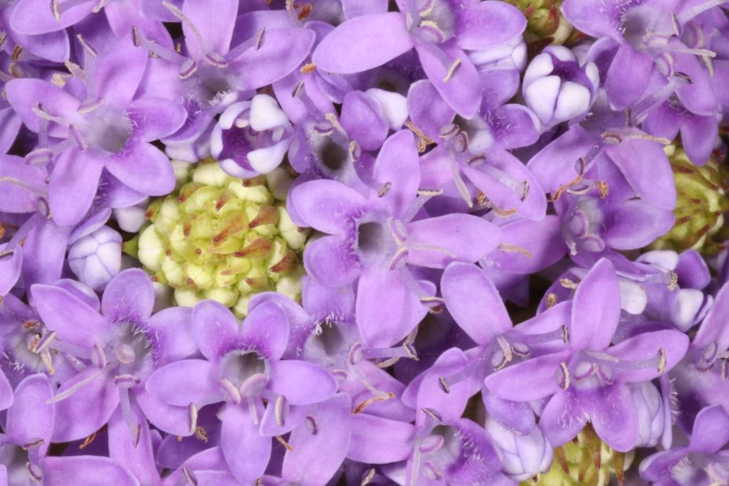 Pseudoselago serrata - PictureThis