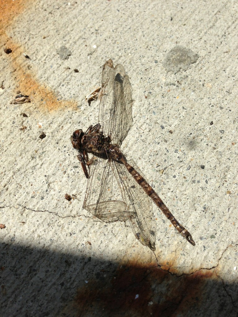 Meranti (Dipterocarpaceae) Flower, Leaf, Care, Uses - PictureThis