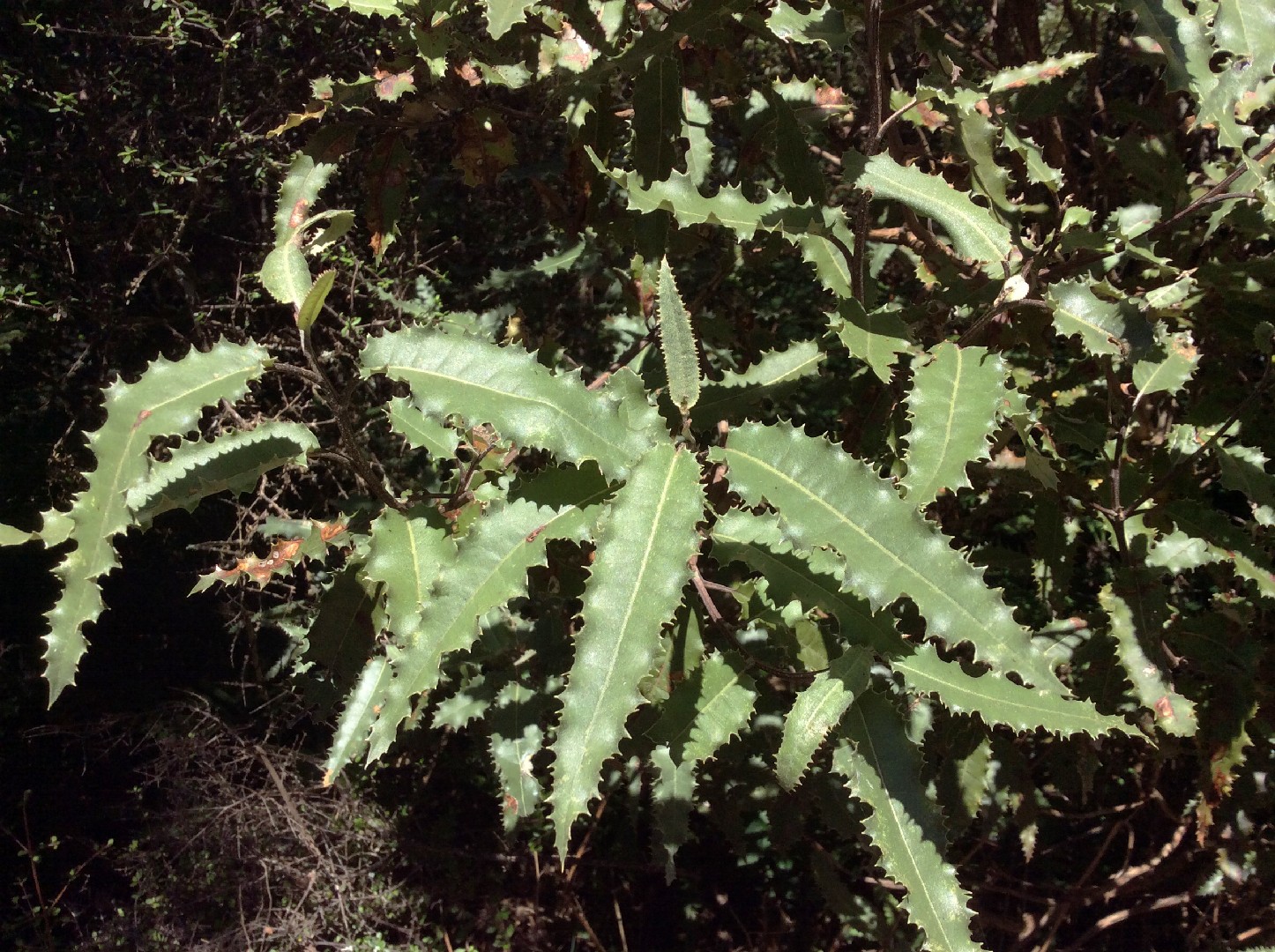 Olearia ilicifolia - PictureThis
