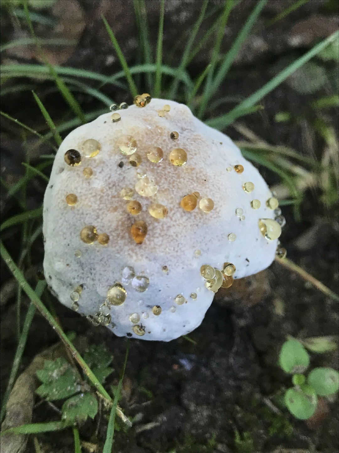 Hypomyces Care (Watering, Fertilize, Pruning, Propagation) - PictureThis