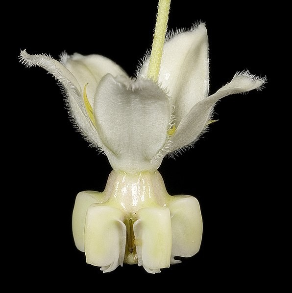 Tennis ball bush Care (Watering, Fertilize, Pruning, Propagation ...