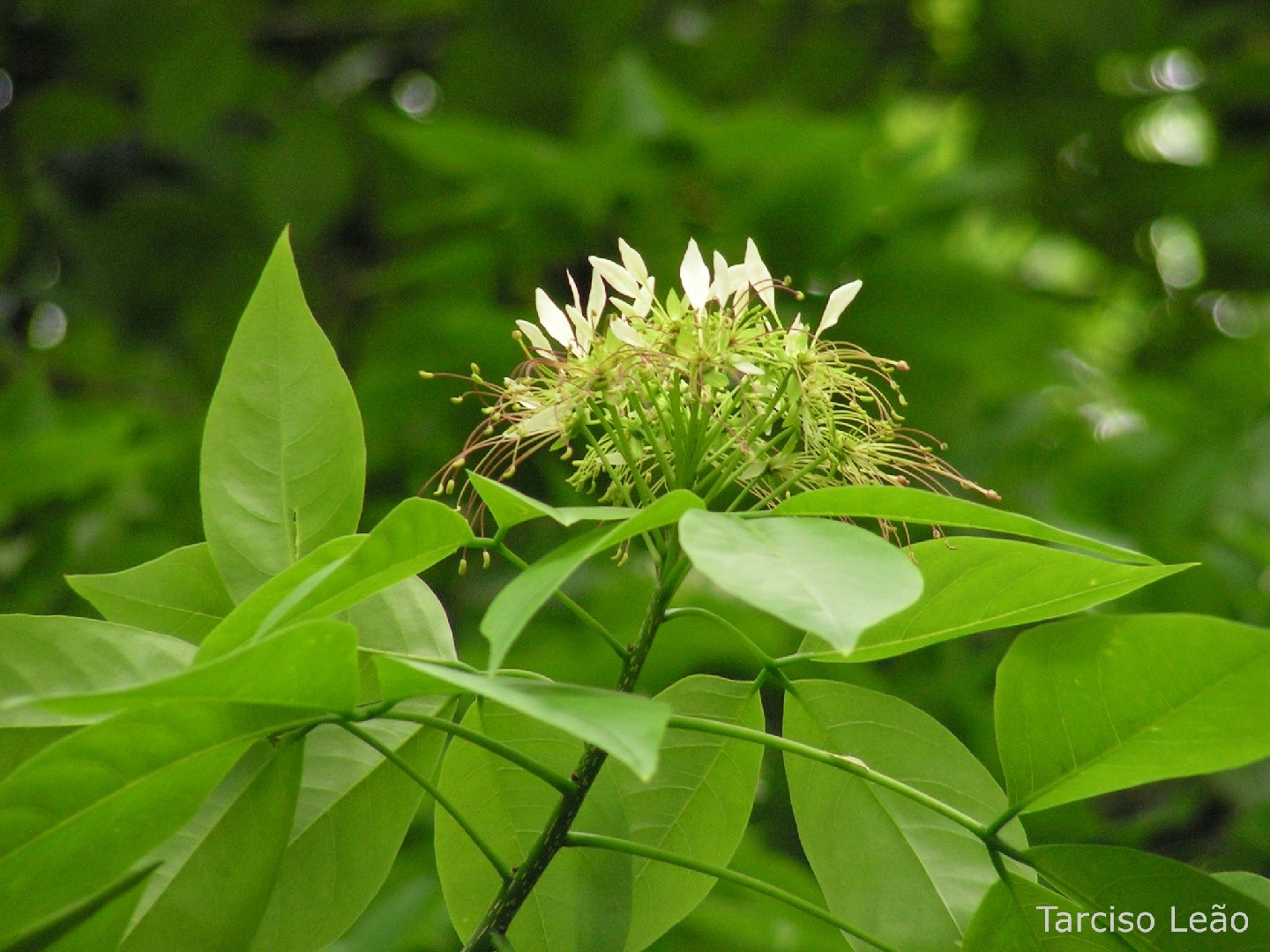 Crateva tapia - PictureThis