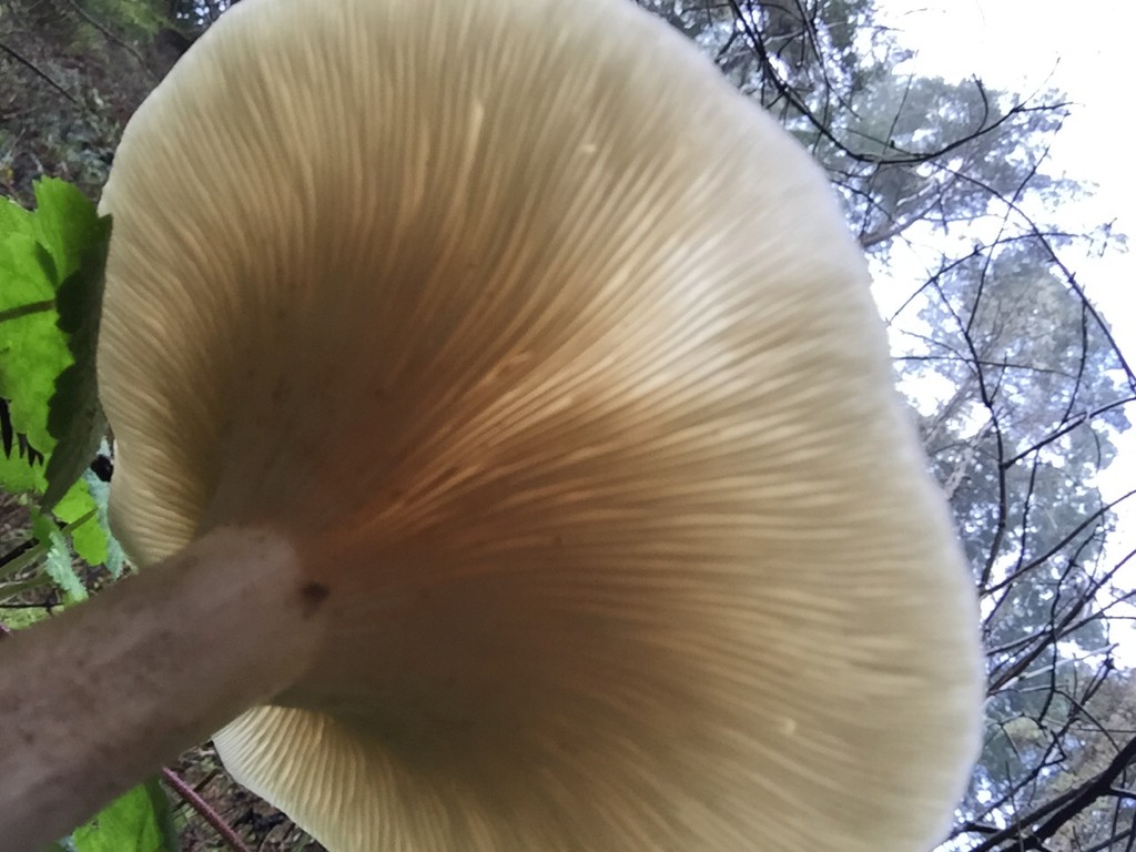Pardilla (Clitocybe nebularis) - PictureThis