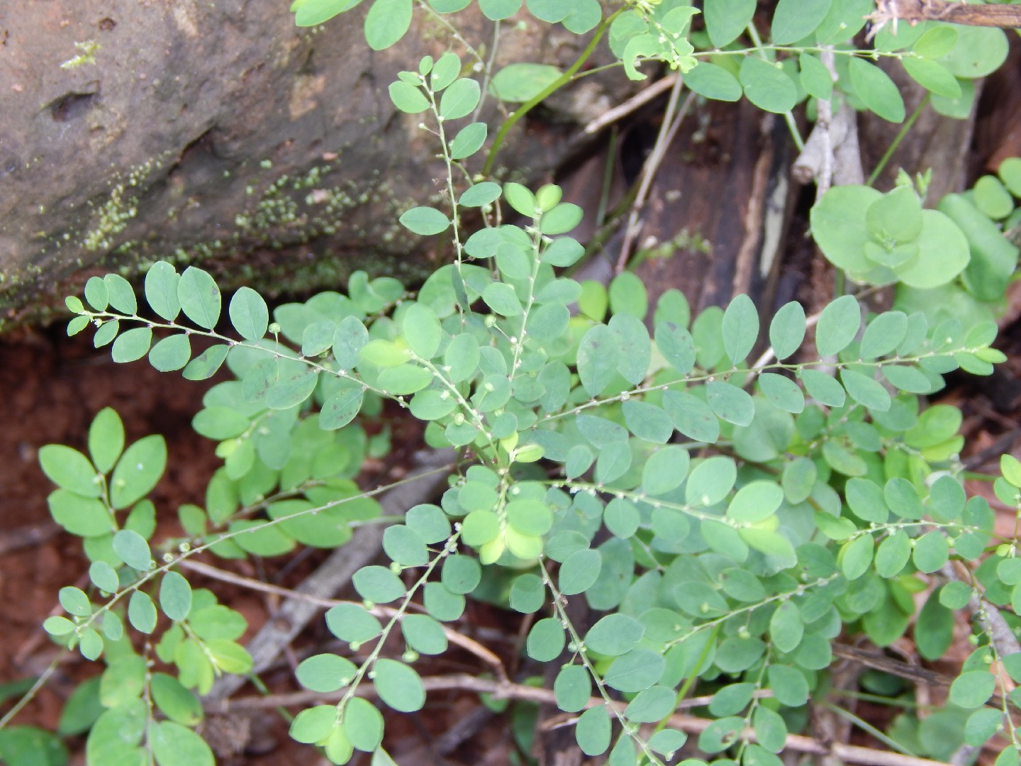 Phyllanthus niruri - PictureThis