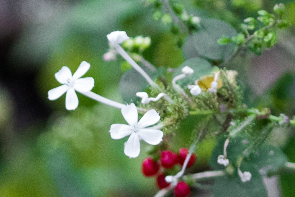 Wild leadwort (Plumbago zeylanica) Flower, Leaf, Care, Uses - PictureThis