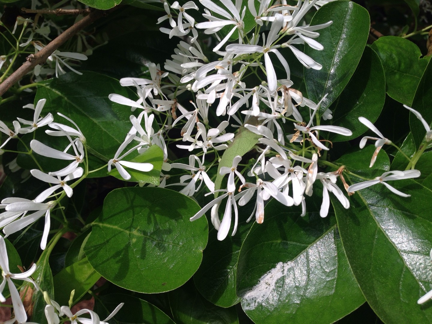 Chionanthus retusus - PictureThis