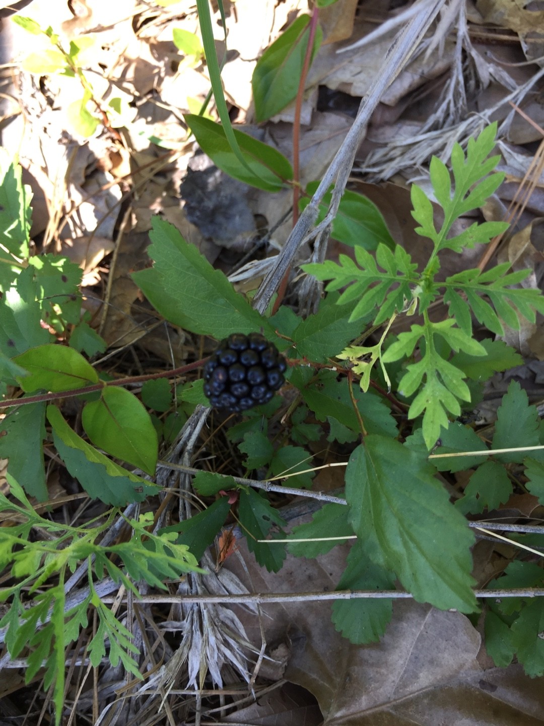 Southern dewberry (Rubus trivialis) Flower, Leaf, Care, Uses - PictureThis