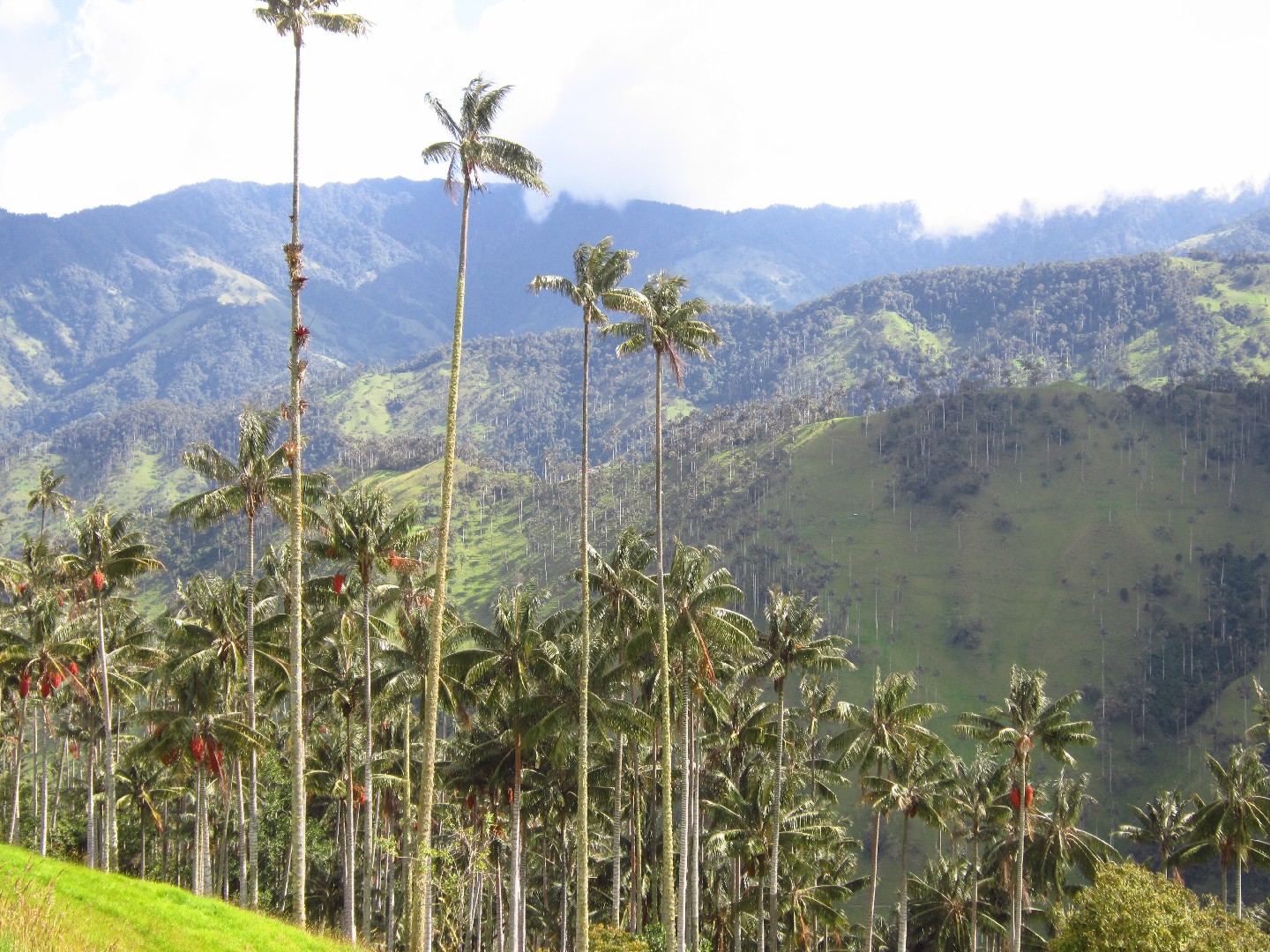 Andean wax palm (Ceroxylon quindiuense) Flower, Leaf, Care, Uses ...