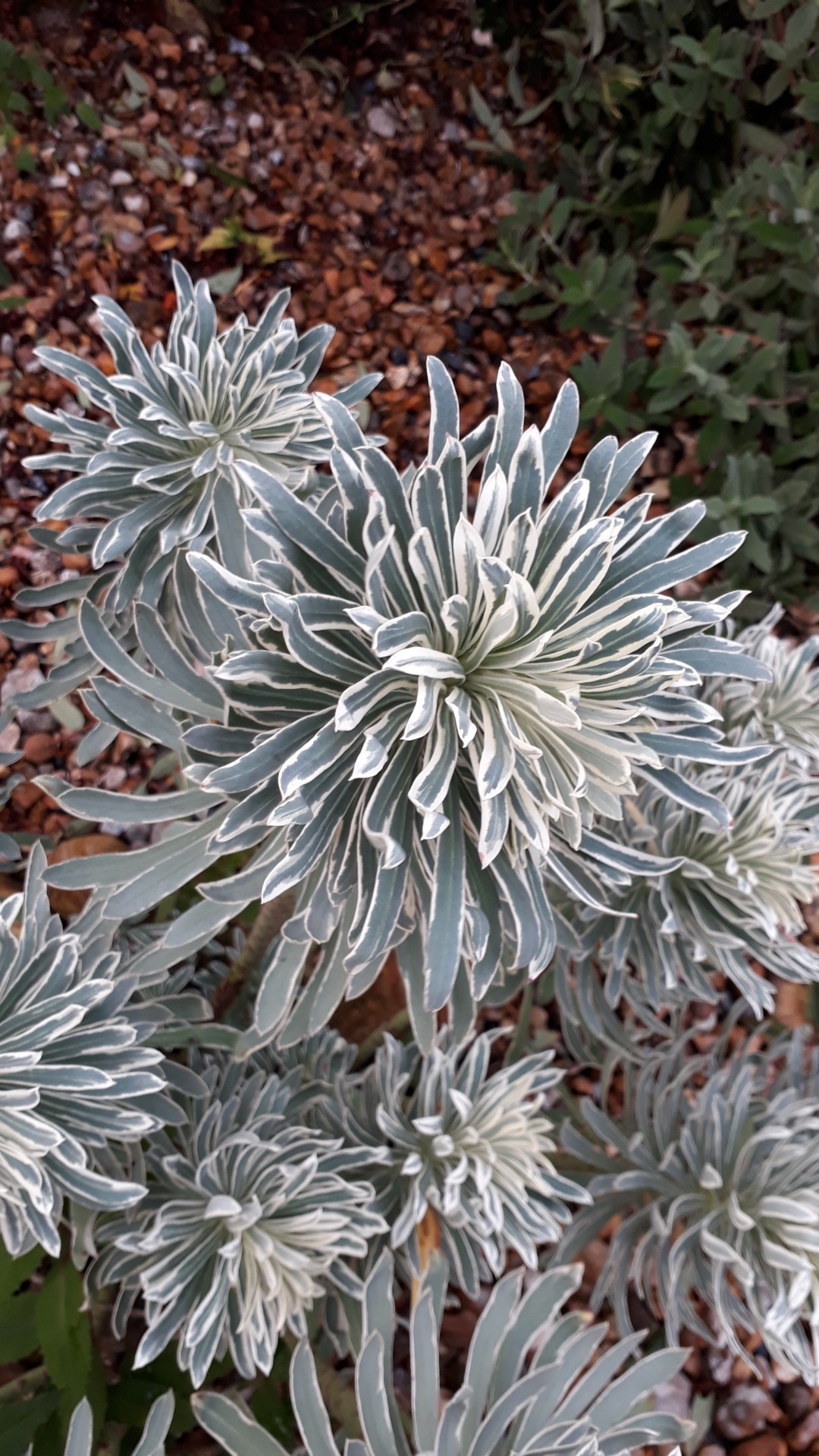 Euphorbia Glacier Blue