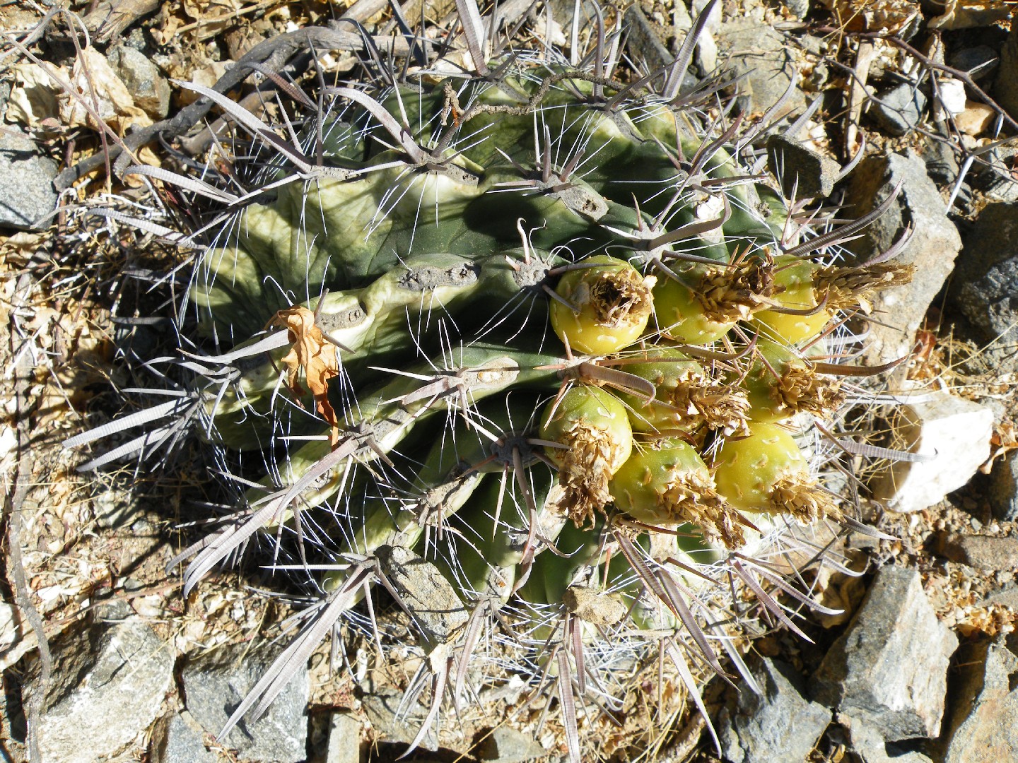 Biznaga (Ferocactus peninsulae) - PictureThis