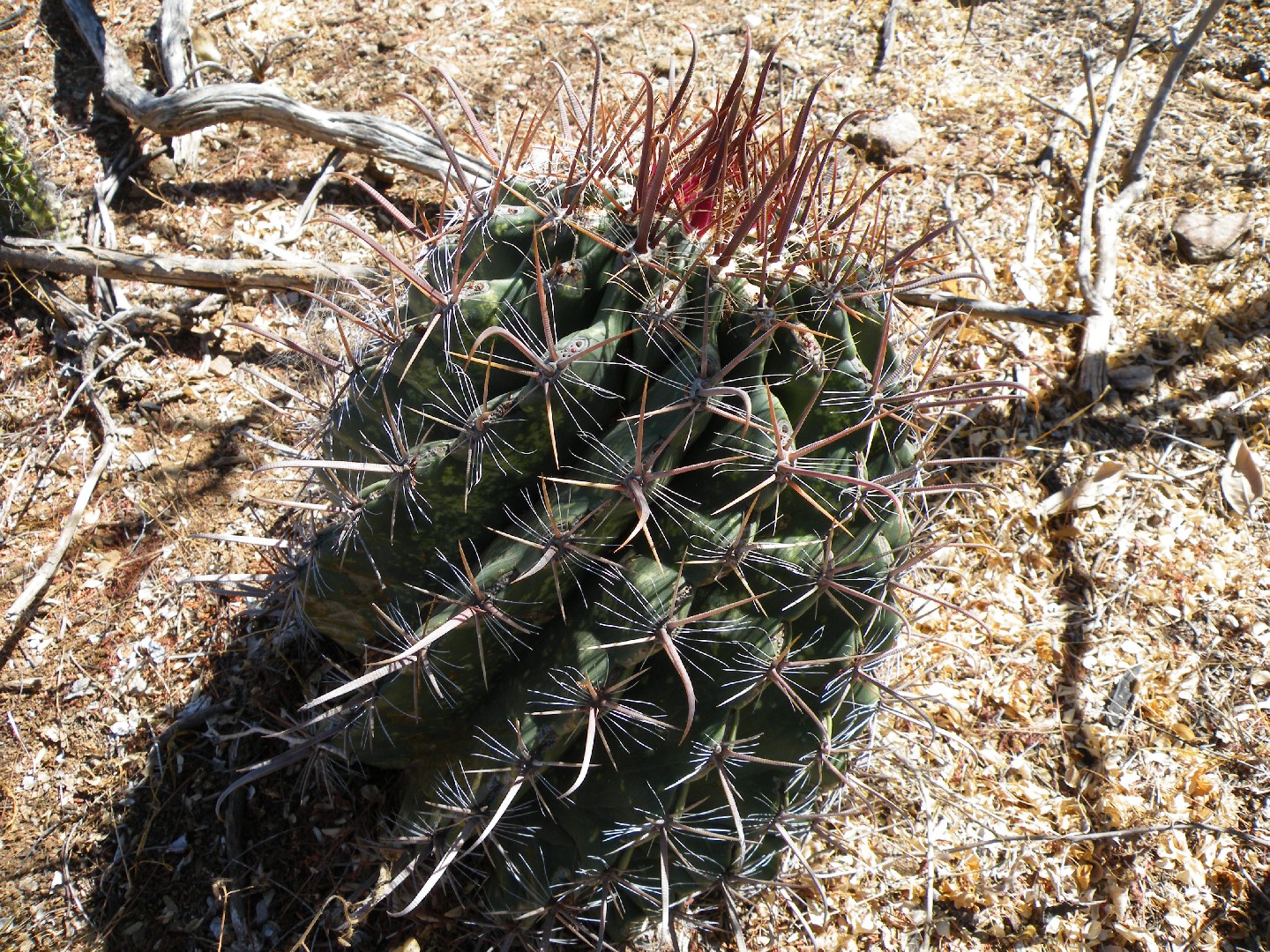 Biznaga (Ferocactus peninsulae) - PictureThis