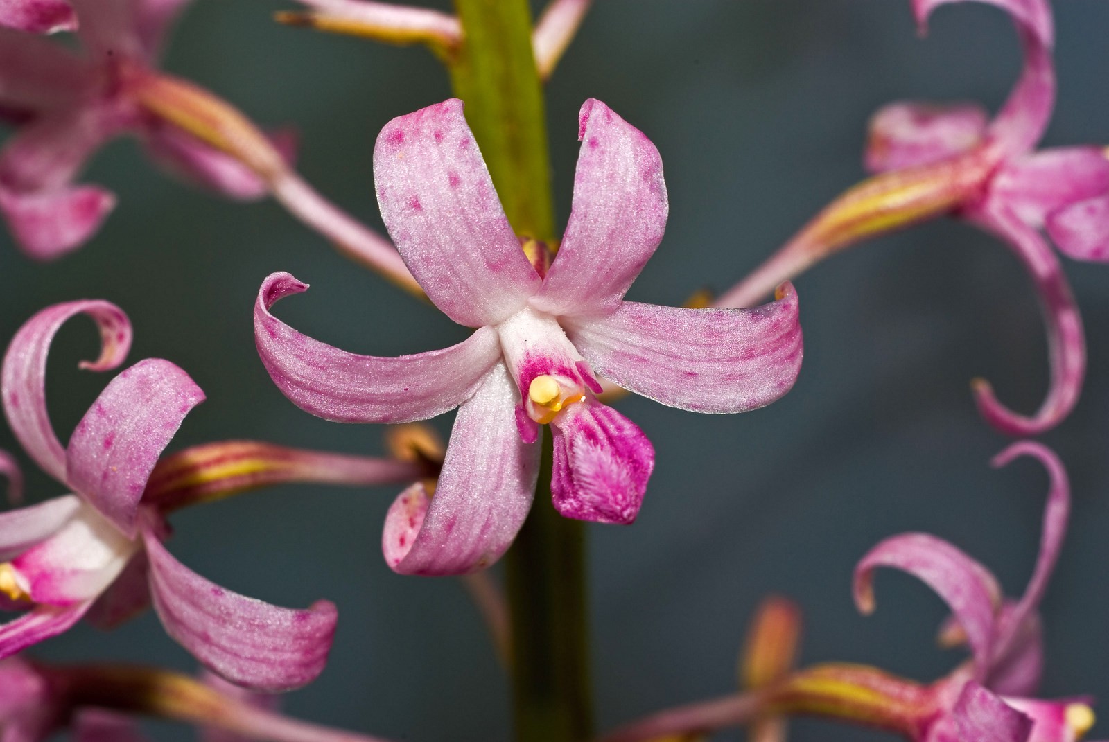 Dipodium roseum - PictureThis