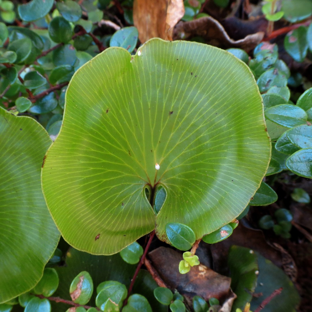 Kidney fern (Hymenophyllum nephrophyllum) Flower, Leaf, Care, Uses ...