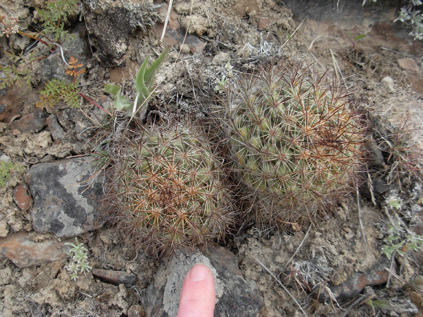 Pediocactus simpsonii - PictureThis