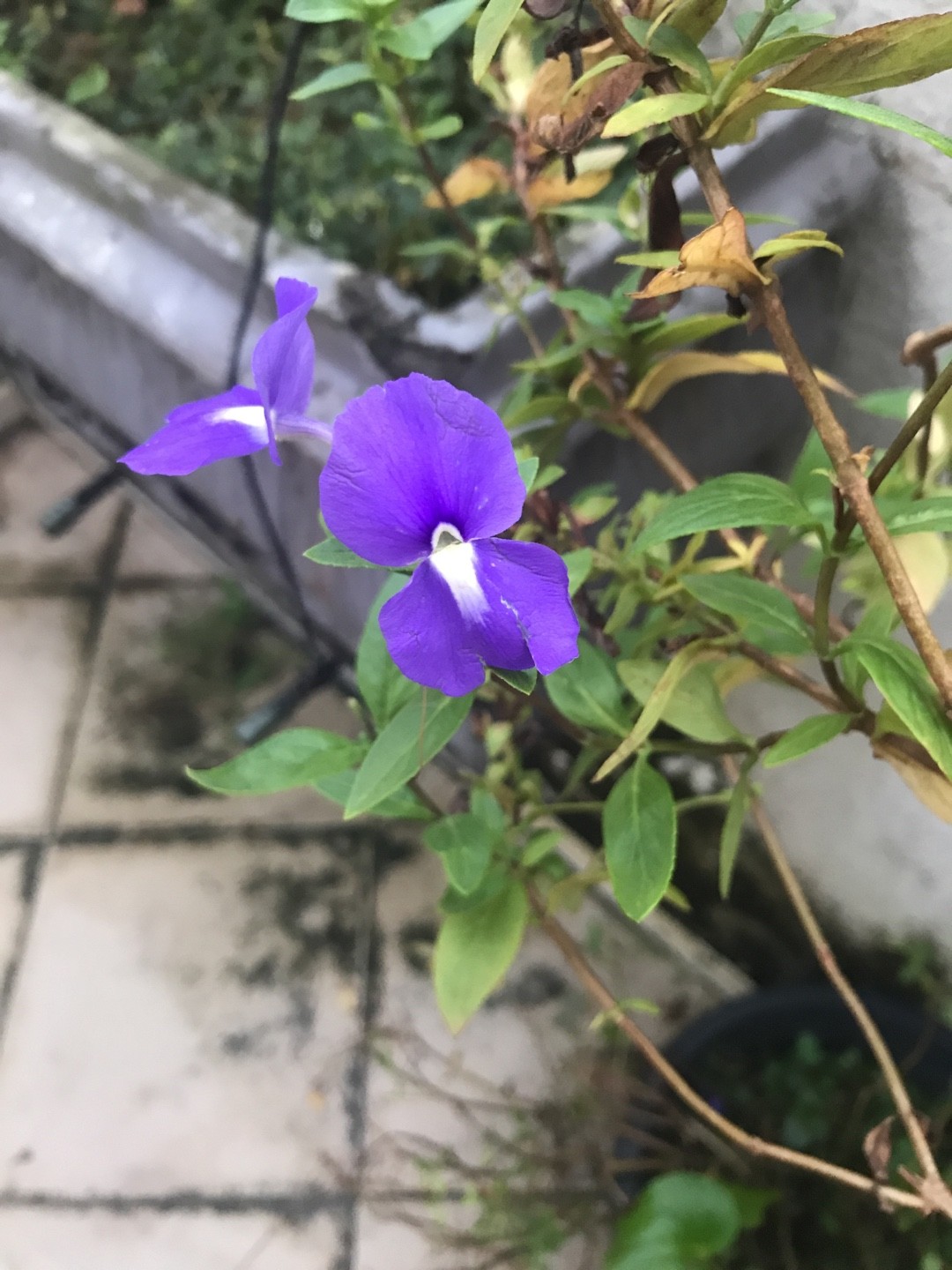 Amazon blue (Achetaria azurea) Flower, Leaf, Care, Uses - PictureThis