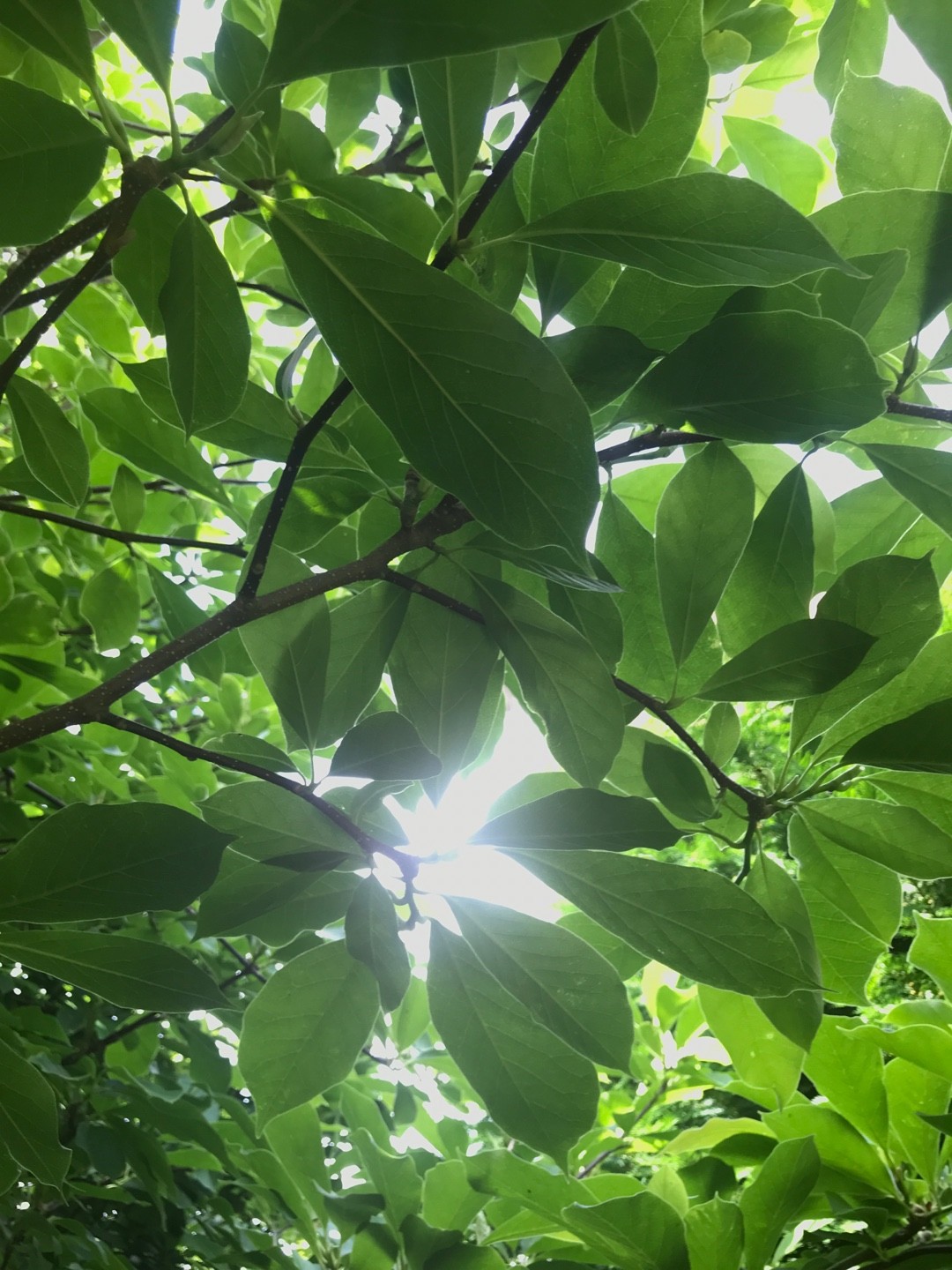 Machilus yunnanensis - PictureThis