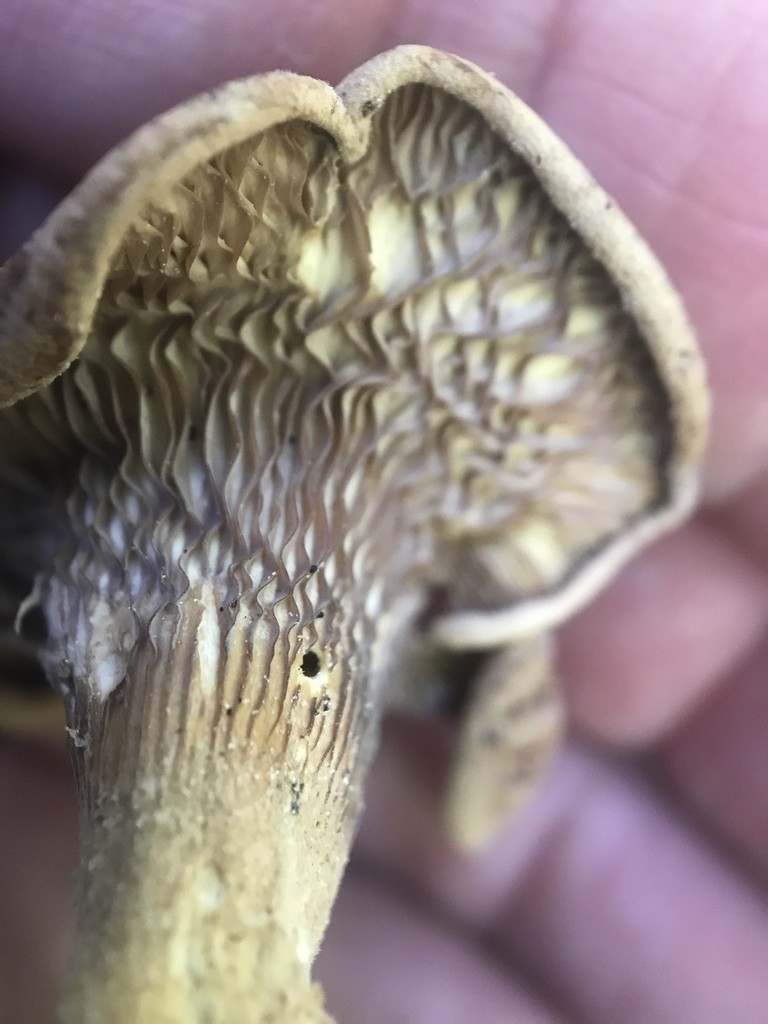 Panus conchatus (Panus conchatus) คู่มือการดูแล - PictureThis