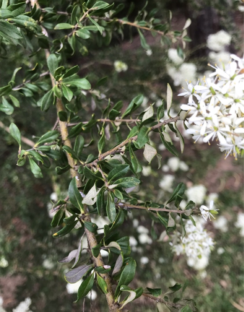 Bursaria spinosa - PictureThis