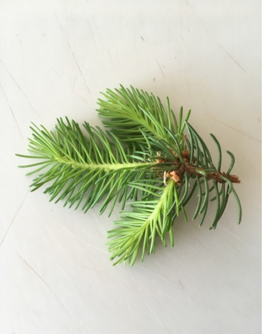 Pino real blanco de las sierras (Abies lasiocarpa) - PictureThis