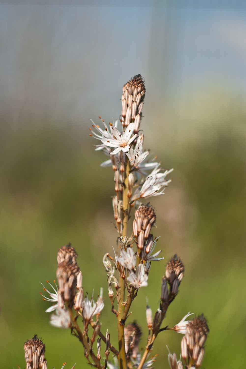 Witte affodil (Asphodelus albus) - PictureThis