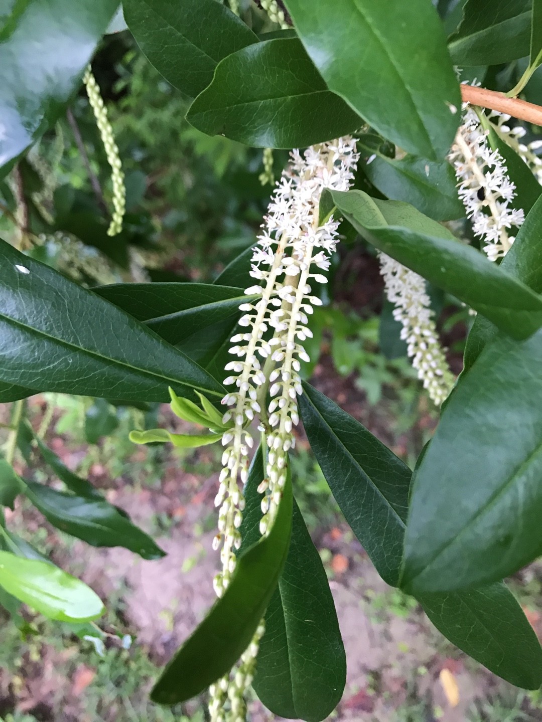 Cyrilla racemiflora 花言葉，毒性，よくある質問 - PictureThis