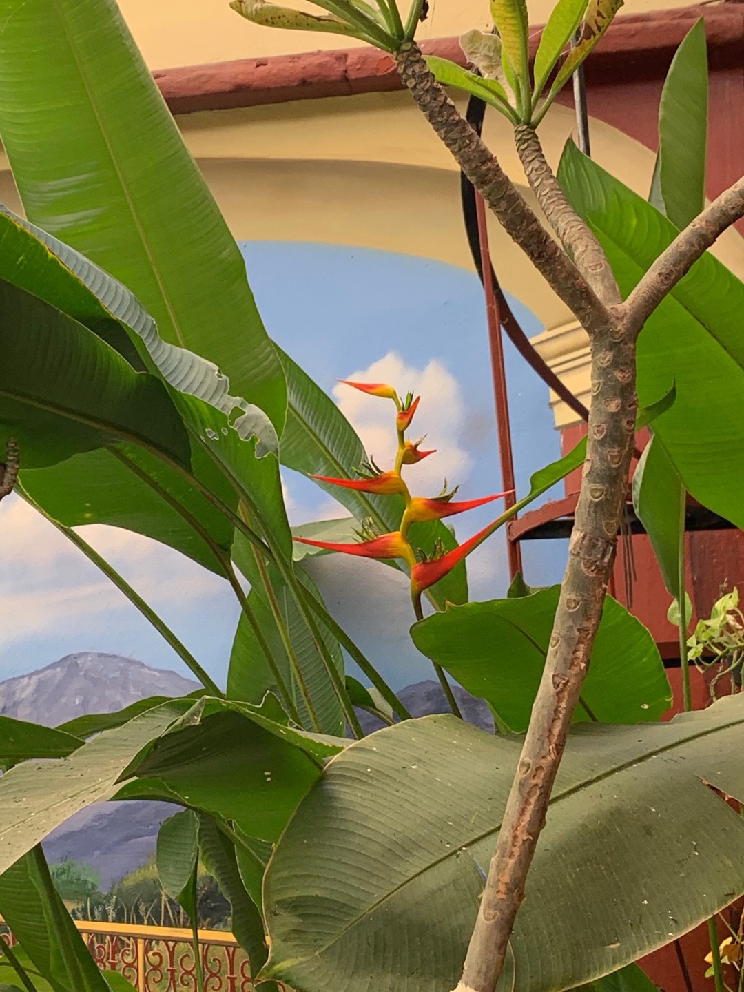 Heliconia latispatha 죽어가는 이유는 무엇입니까? - PictureThis