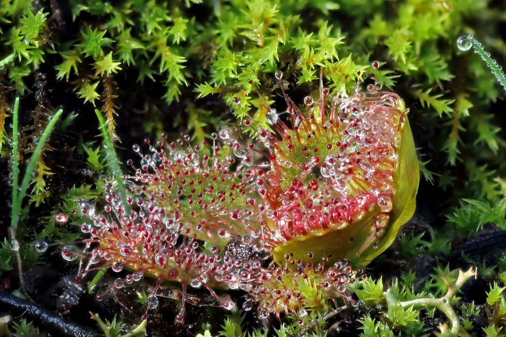 Drosera (Drosera) - PictureThis