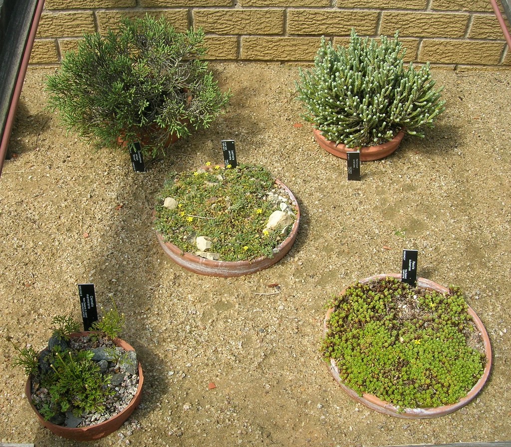 Vegetable sheep Care (Watering, Fertilize, Pruning, Propagation ...