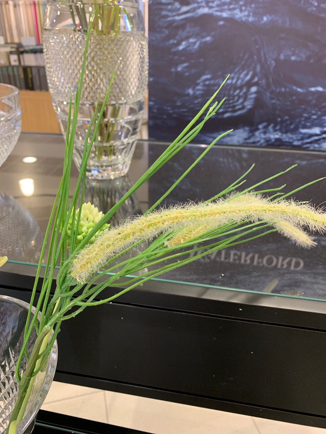 Napier grass (Cenchrus purpureus) Flower, Leaf, Uses - PictureThis