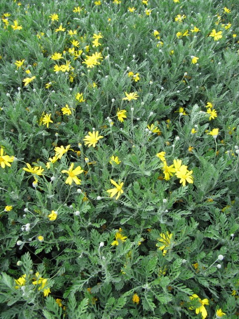 Grey-leaved euryops (Euryops pectinatus) Flower, Leaf, Care, Uses ...