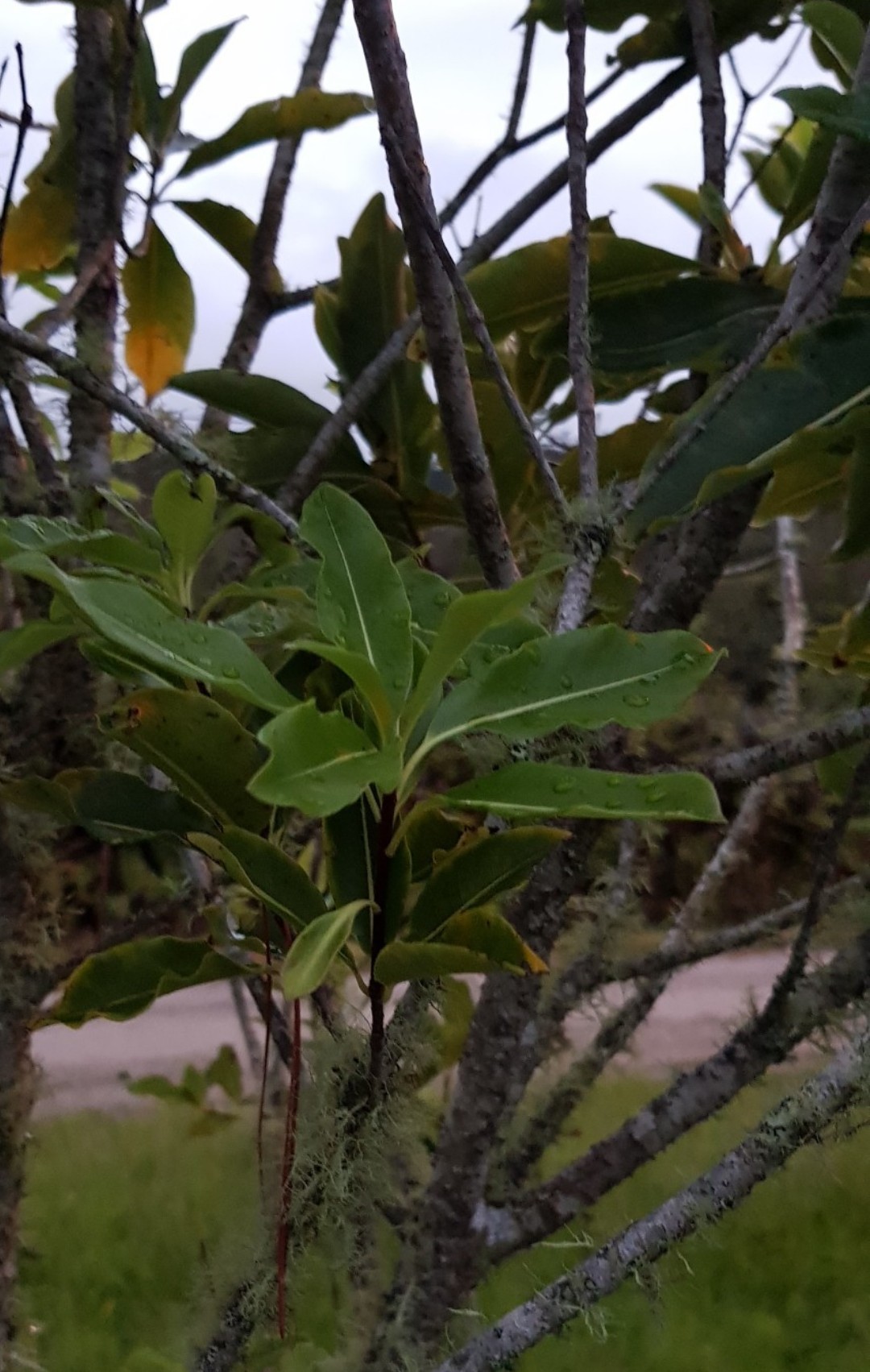 Pittosporum eugenioides - PictureThis