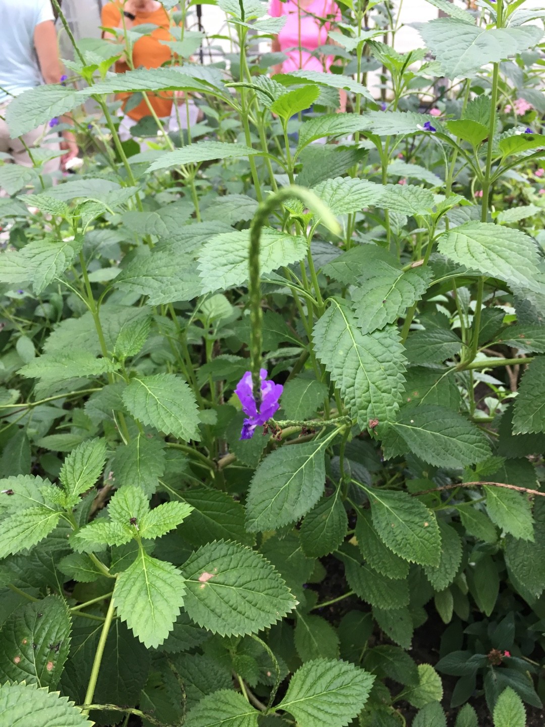 How can I prune my Cayenne porterweed? - PictureThis