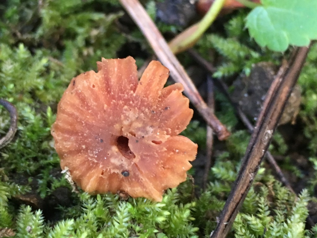 Common laccaria (Laccaria laccata) Flower, Leaf, Care, Uses - PictureThis