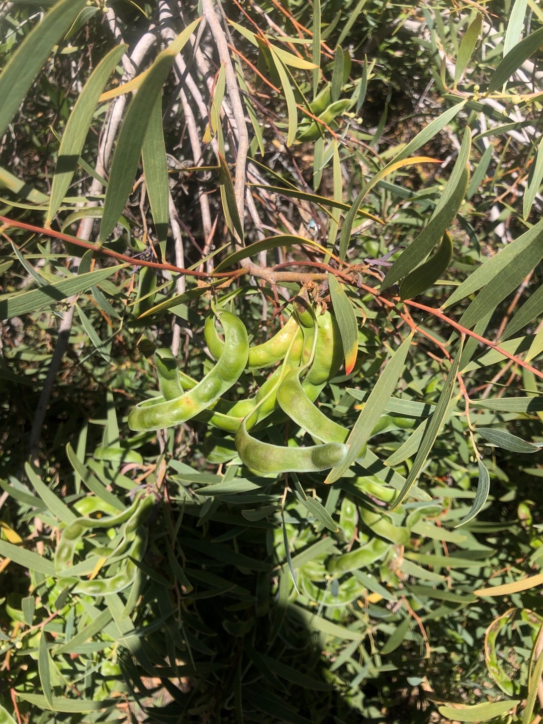 Acácia (Acacia cyclops) - PictureThis