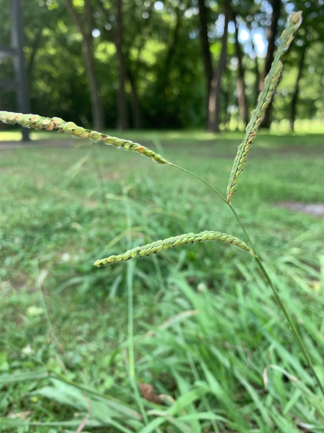 Dallis grass (Paspalum dilatatum) Flower, Leaf, Care, Uses - PictureThis