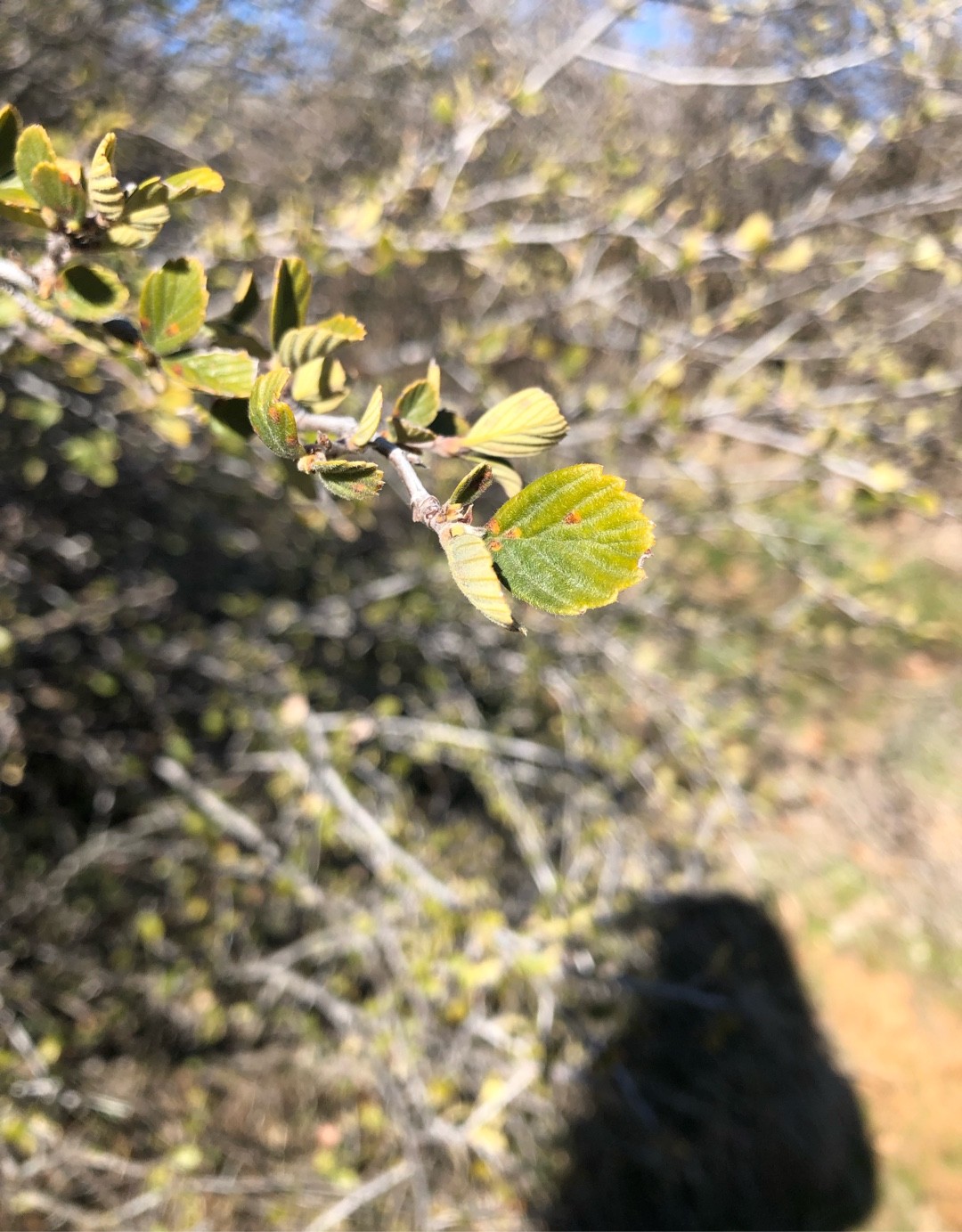 Cercocarpus montanus - PictureThis